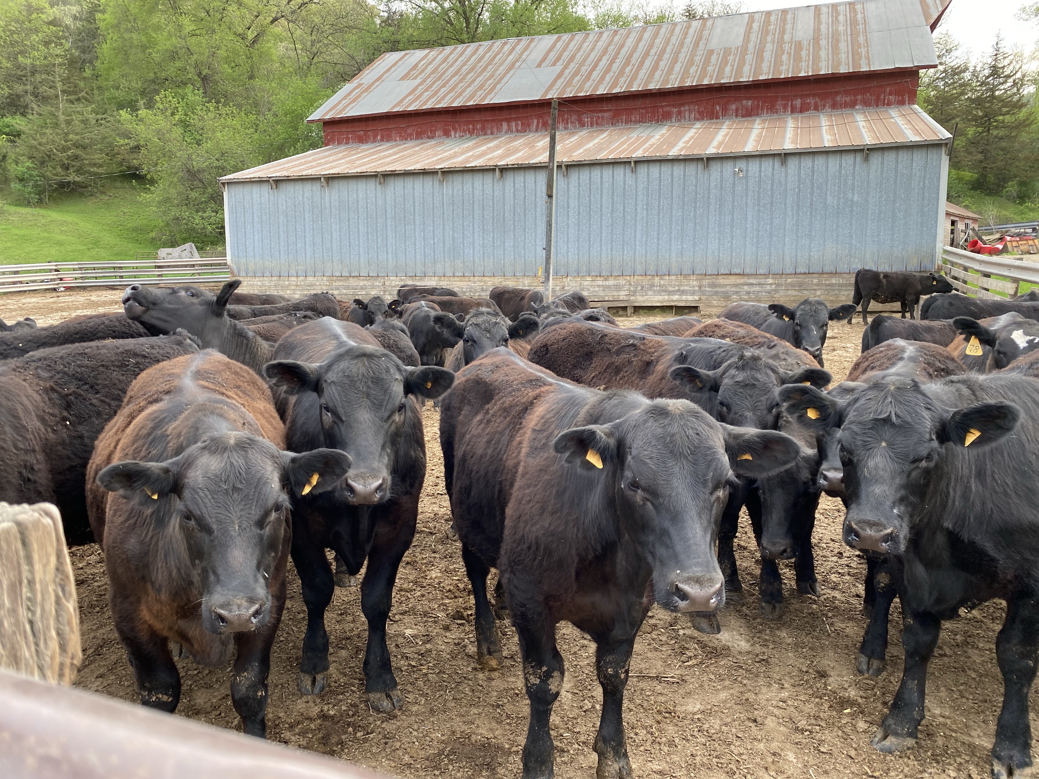 Wild Farm LifeBlack Angus Cattle
